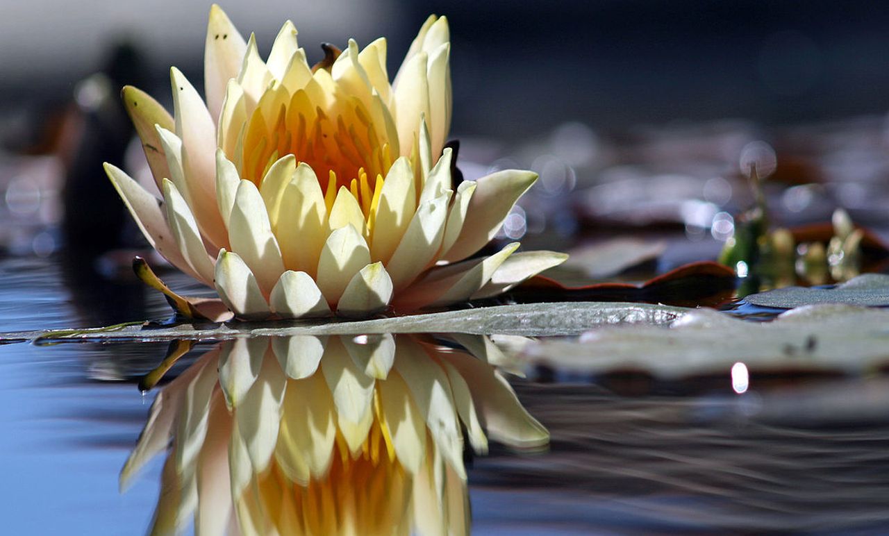 The Benefits of Mindfulness - Release Hypnosis