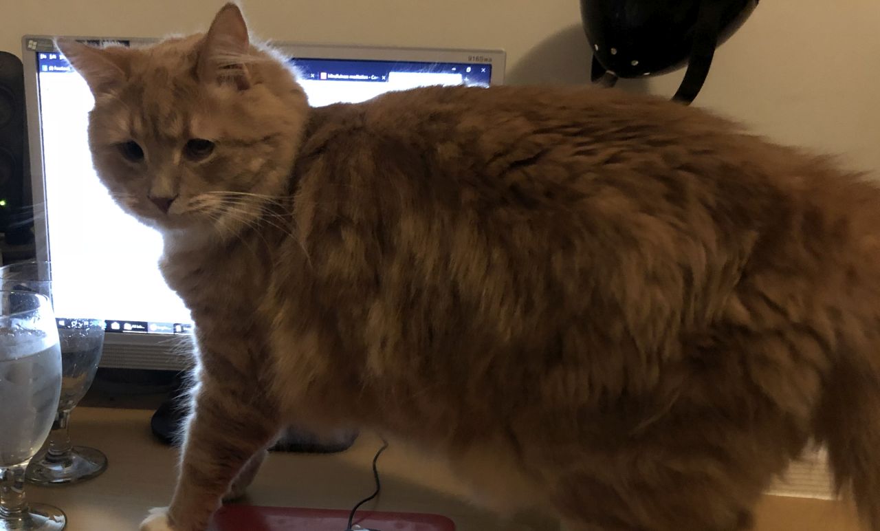 What Do Cats Wanting Attention Teach Us About Acceptance?